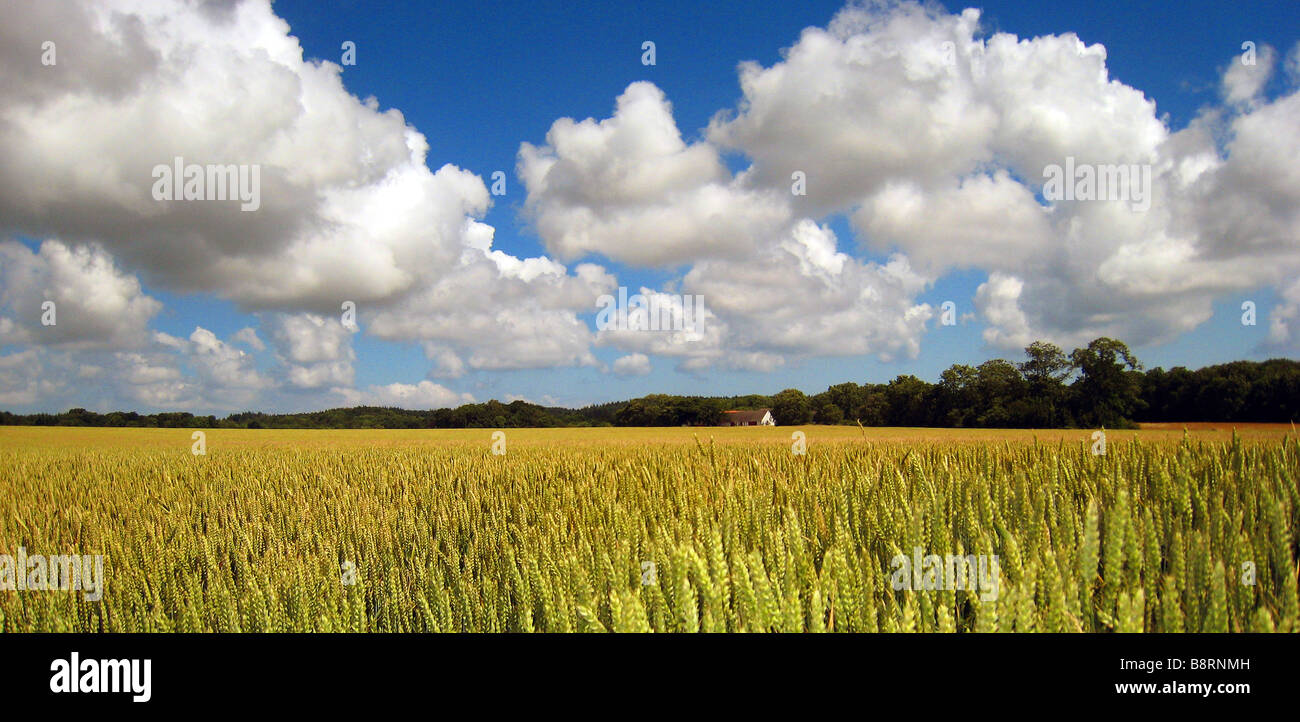 grainfield and good weather in summer, Denmark, Bornholm Stock Photo ...