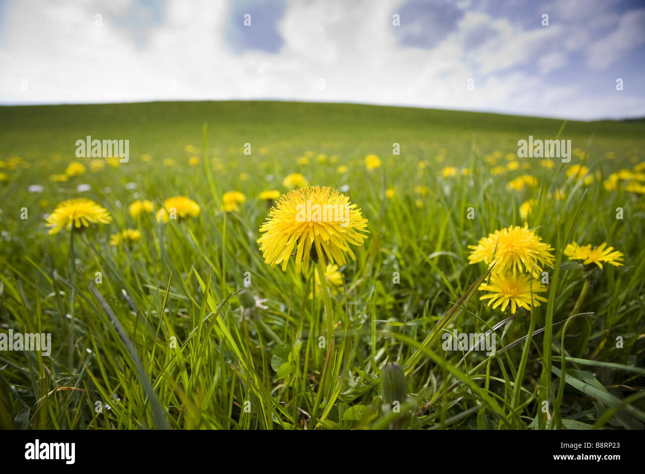 Common dandelions taraxacum hi-res stock photography and images - Alamy