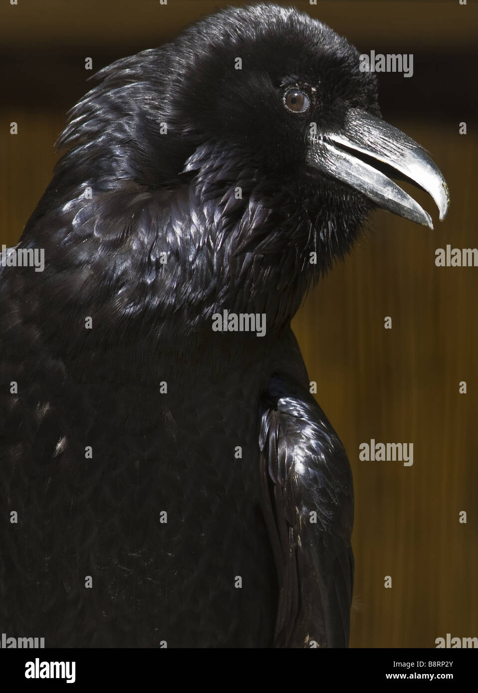 Raven close up head shot hi-res stock photography and images - Alamy