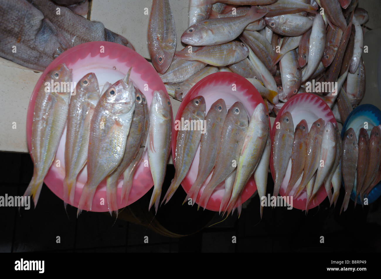 Fish arranged on plates for sale interior of SAFMA fish market Kota ...
