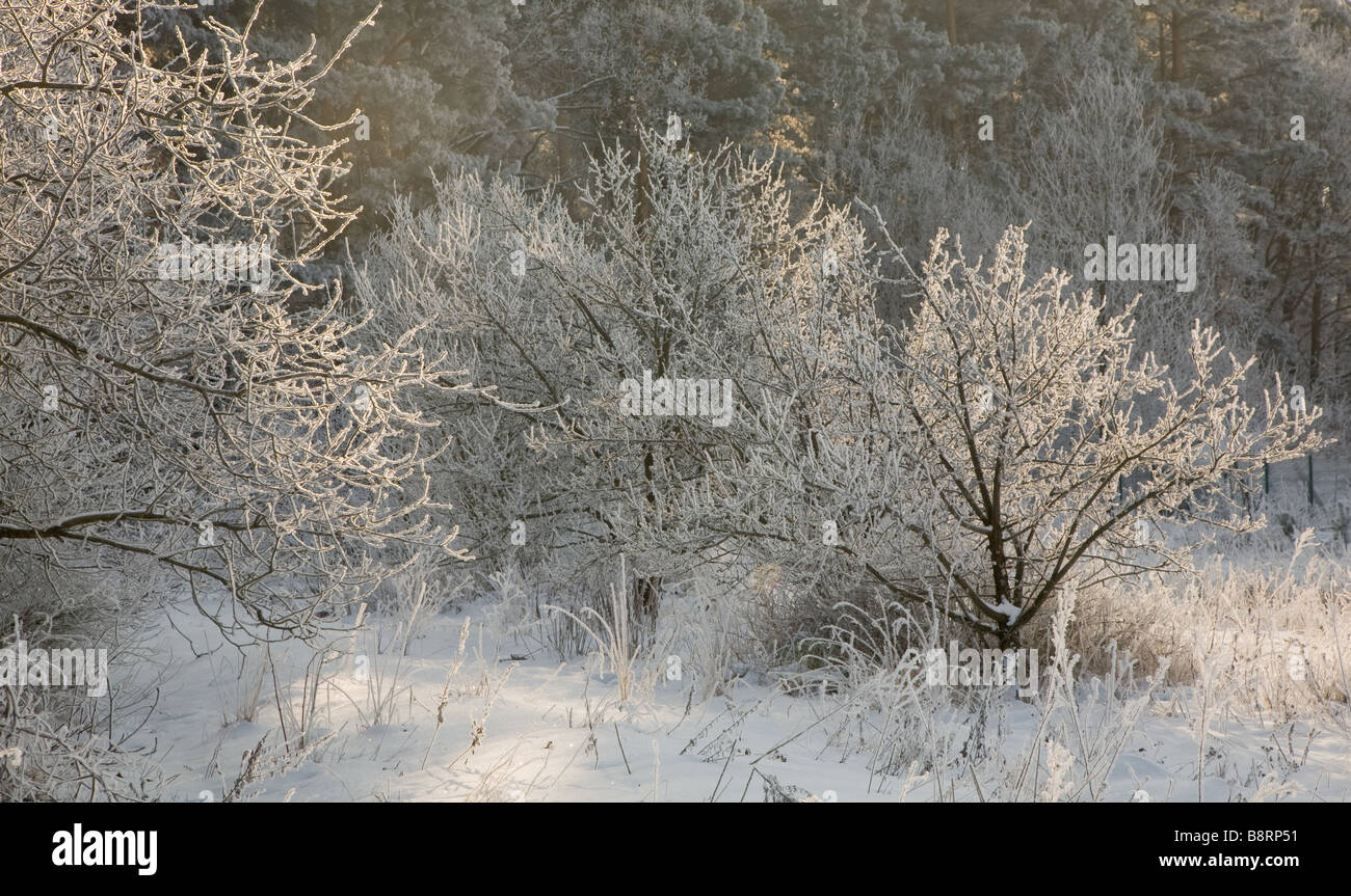 Winter landscape with frosted trees Stock Photo - Alamy