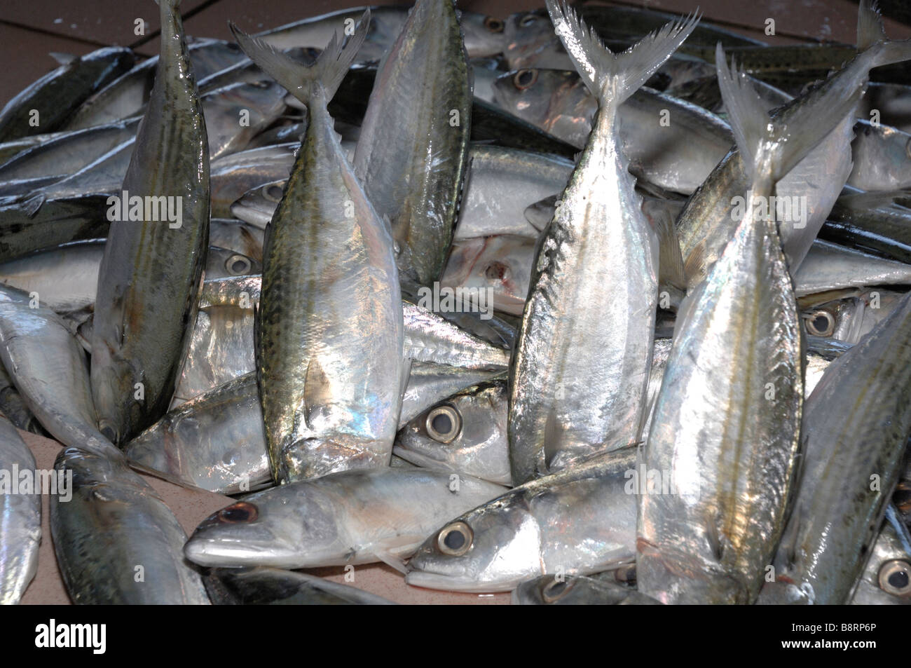 Fish for sale interior of SAFMA fish market Kota Kinabalu Sabah ...