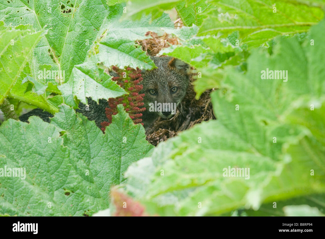 Darwin's Fox (Pseudalopex fulvipes) ENDANGERED, Chiloe Island, CHILE ...