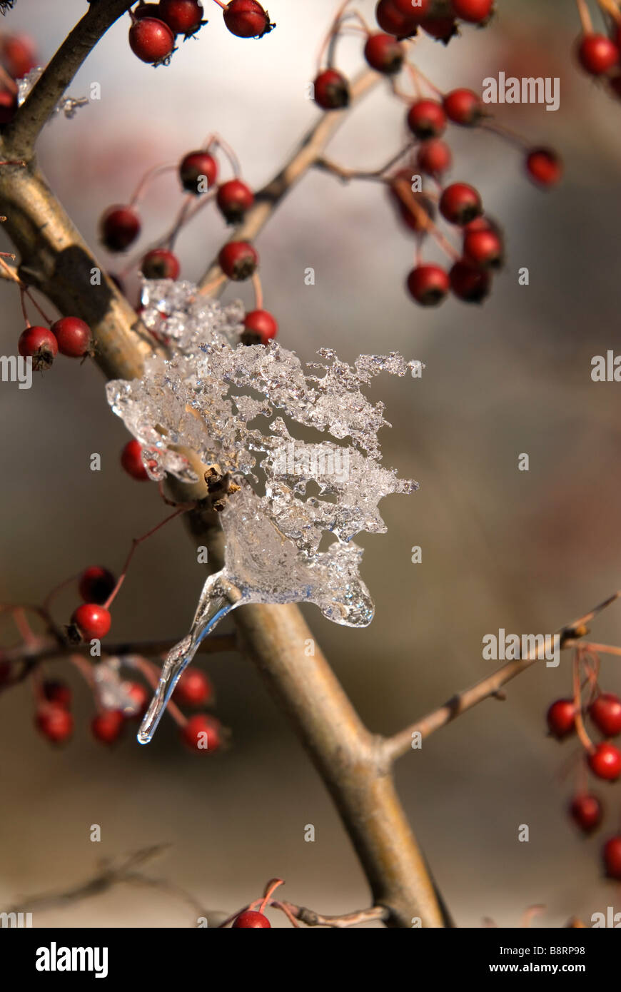 Rose hip buds hi-res stock photography and images - Alamy