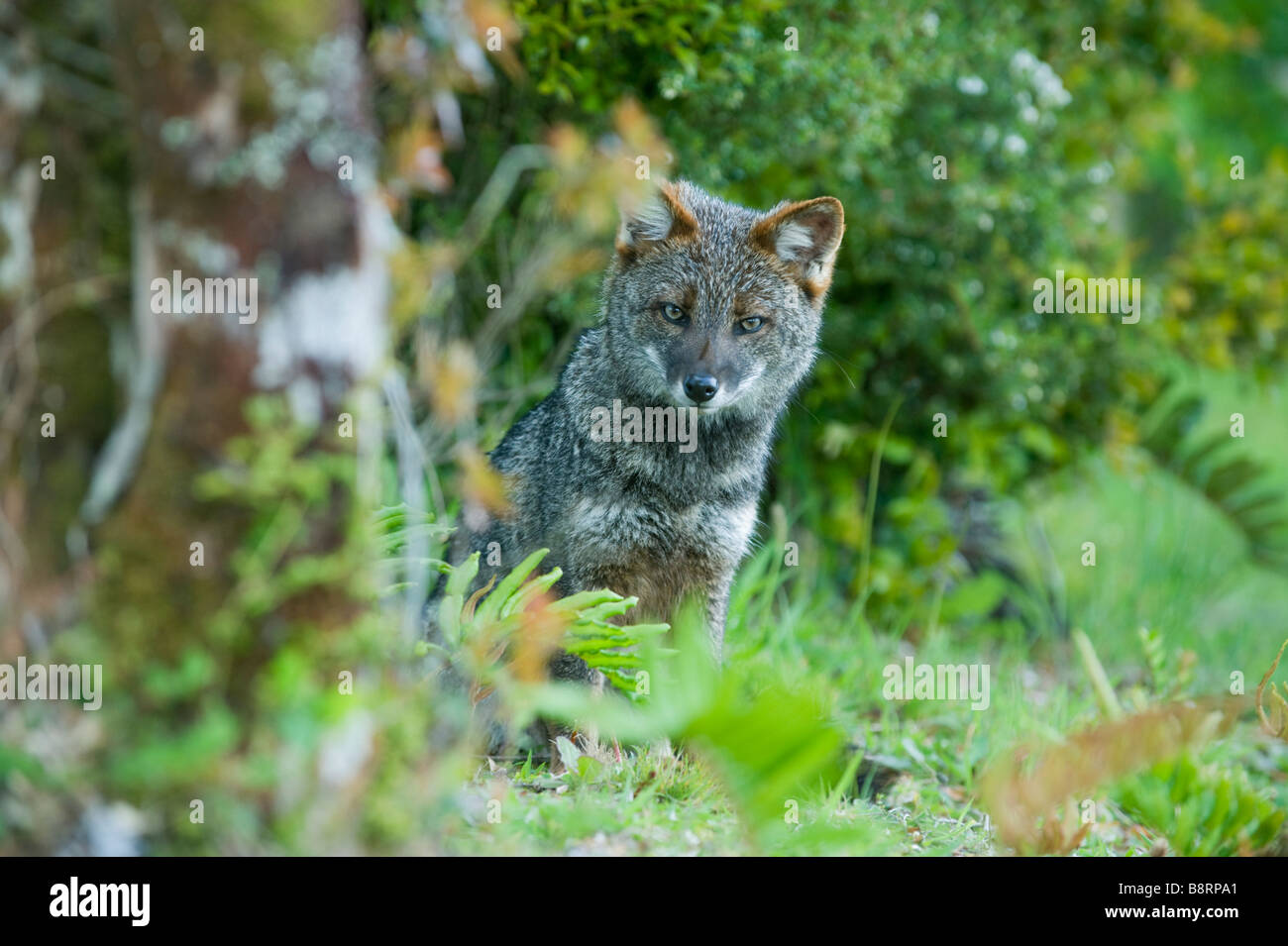 Darwin's Fox (Pseudalopex fulvipes) ENDANGERED, Chiloe Island, CHILE ...