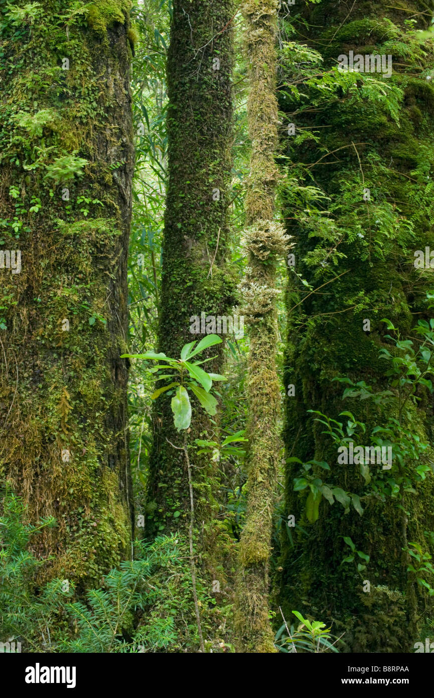 Moss-covered trees, Temperate Rainforest, Chiloe National Park, Chiloe ...