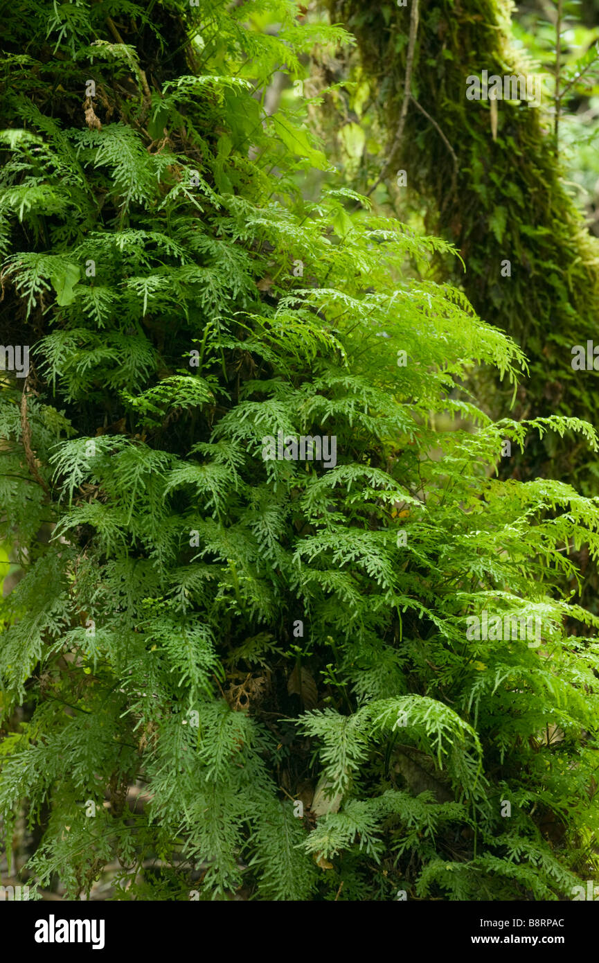 Moss-covered trees, Temperate Rainforest, Chiloe National Park, Chiloe ...