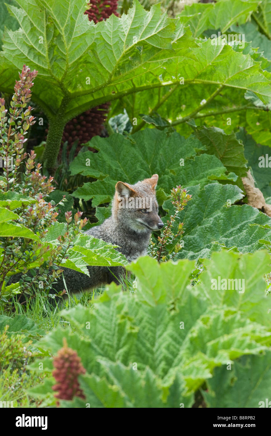 Darwin's Fox (Pseudalopex fulvipes) ENDANGERED, Chiloe Island, CHILE ...