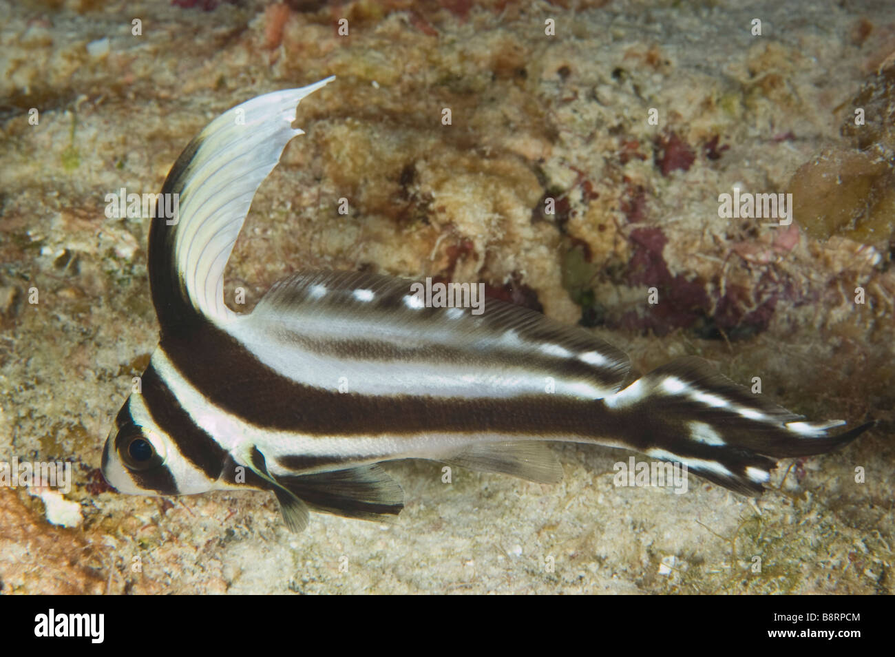 Spotted drum fish hi-res stock photography and images - Alamy