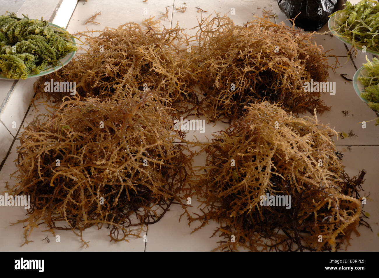 Dried edible seaweed for sale Semporna wet fish market Semporna Sabah ...