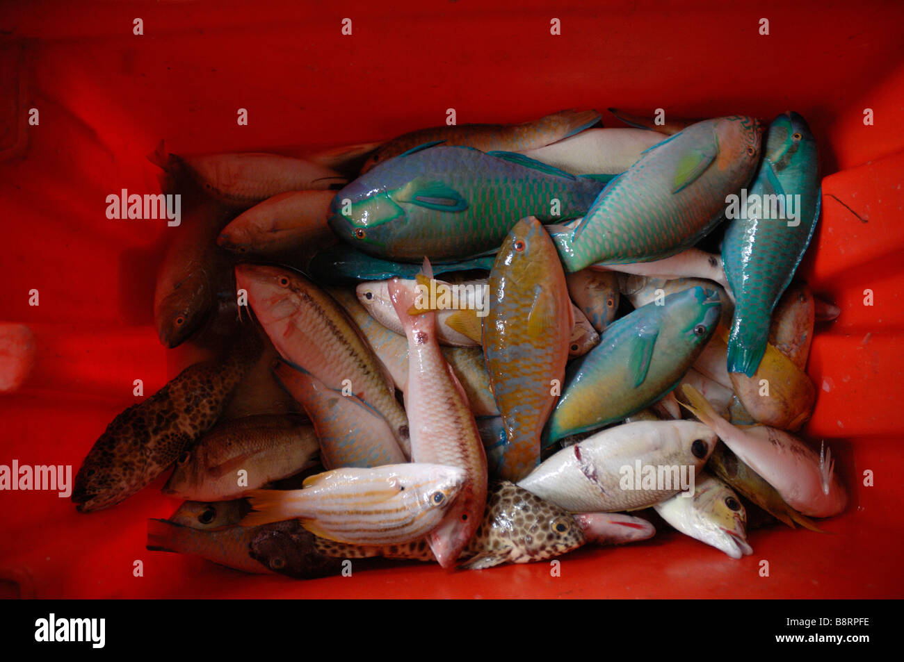 Red box of a variety of fish Semporna wet fish market Semporna Sabah ...