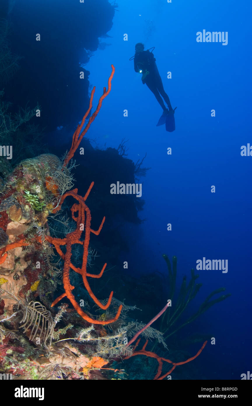 Diver looking coral hi-res stock photography and images - Alamy