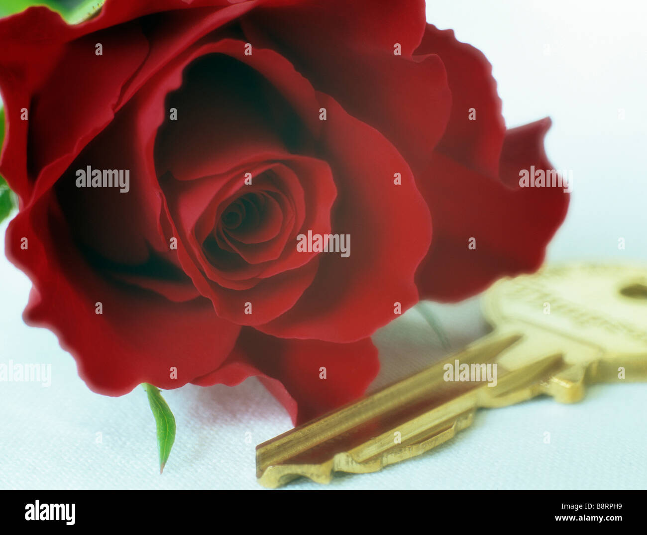 Softly softly rose hi-res stock photography and images - Alamy