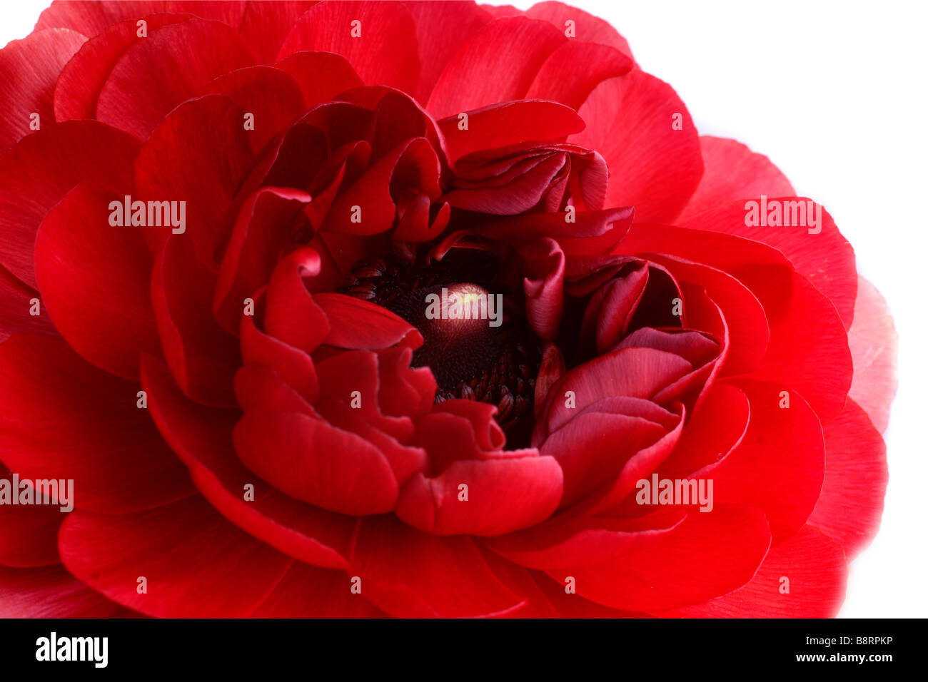 Ranunculus flower white red hi-res stock photography and images - Alamy