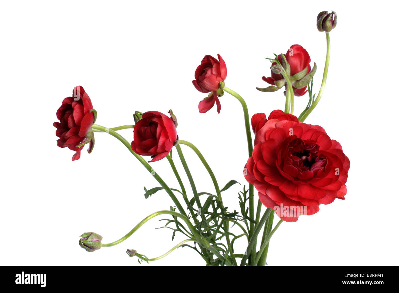 Fresh red ranunculus flowers with buds over white Stock Photo - Alamy