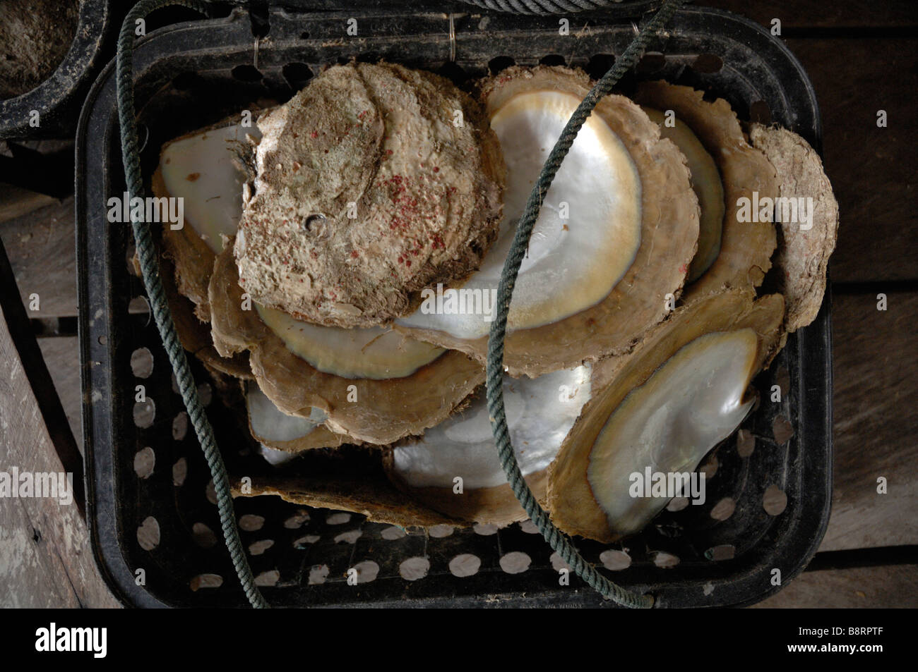 Crates of empty processed oyster shells Japanese pearl farm Darvel Bay ...