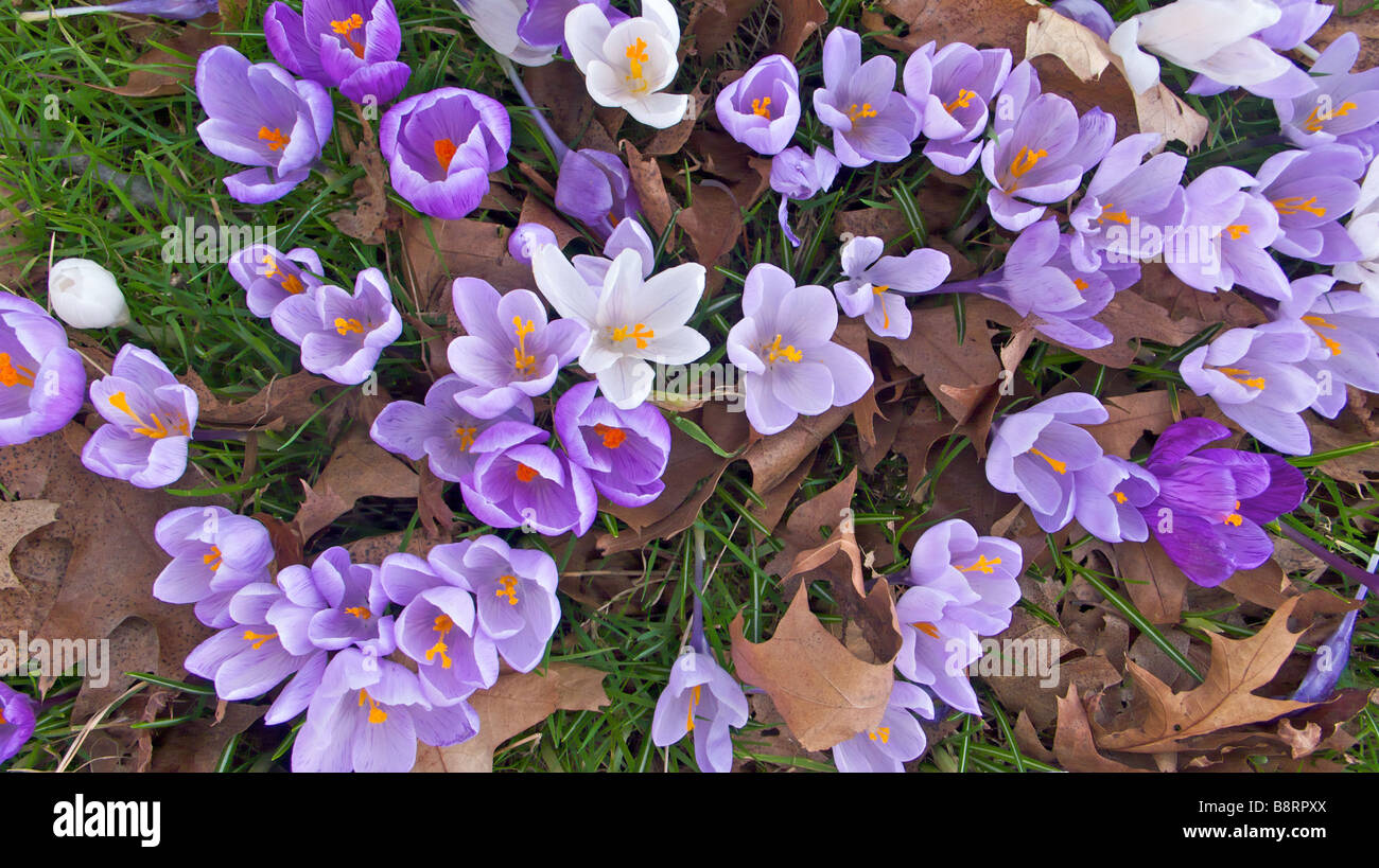 Crocus Crocus Remembrance High Resolution Stock Photography and Images ...