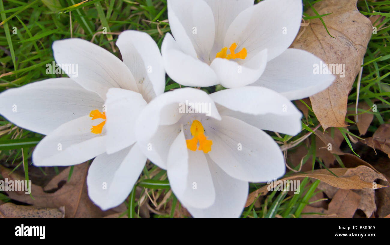 Crocus city hi-res stock photography and images - Alamy