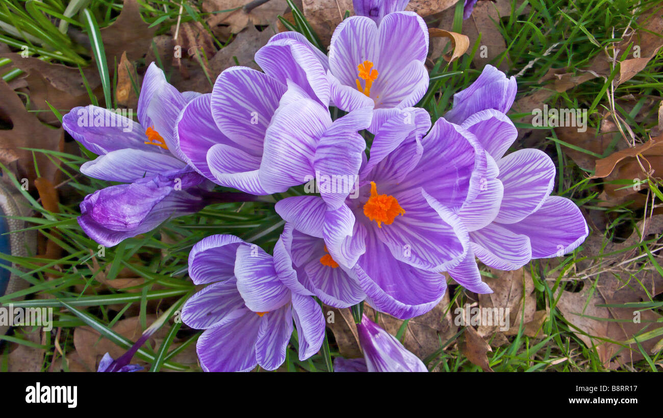Remembrance crocus hi-res stock photography and images - Alamy