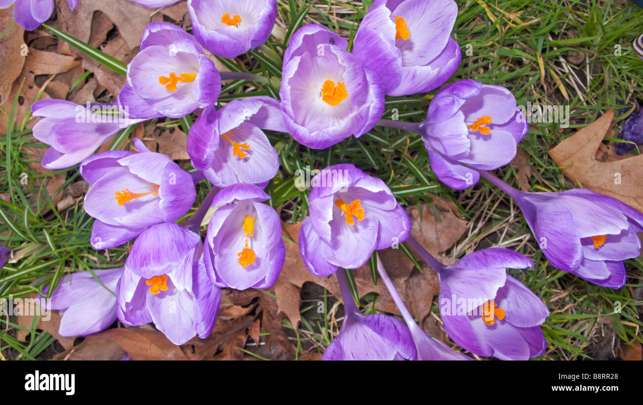 Crocus crocus remembrance hi-res stock photography and images - Alamy