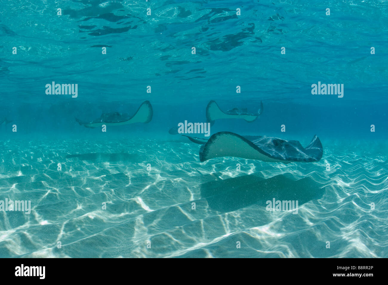 Stingrays underwater hi-res stock photography and images - Alamy
