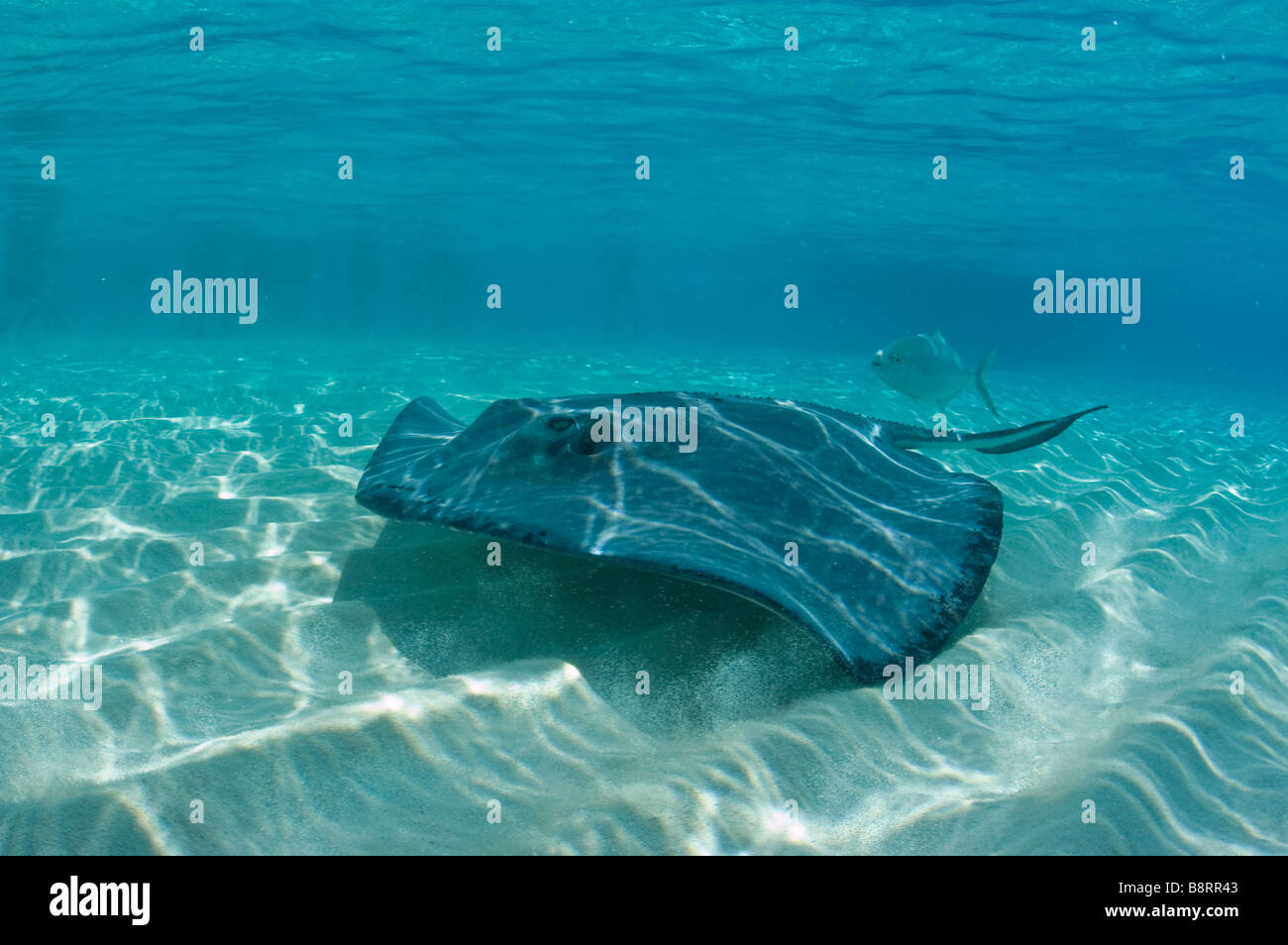 Stingray in the sand hi-res stock photography and images - Alamy