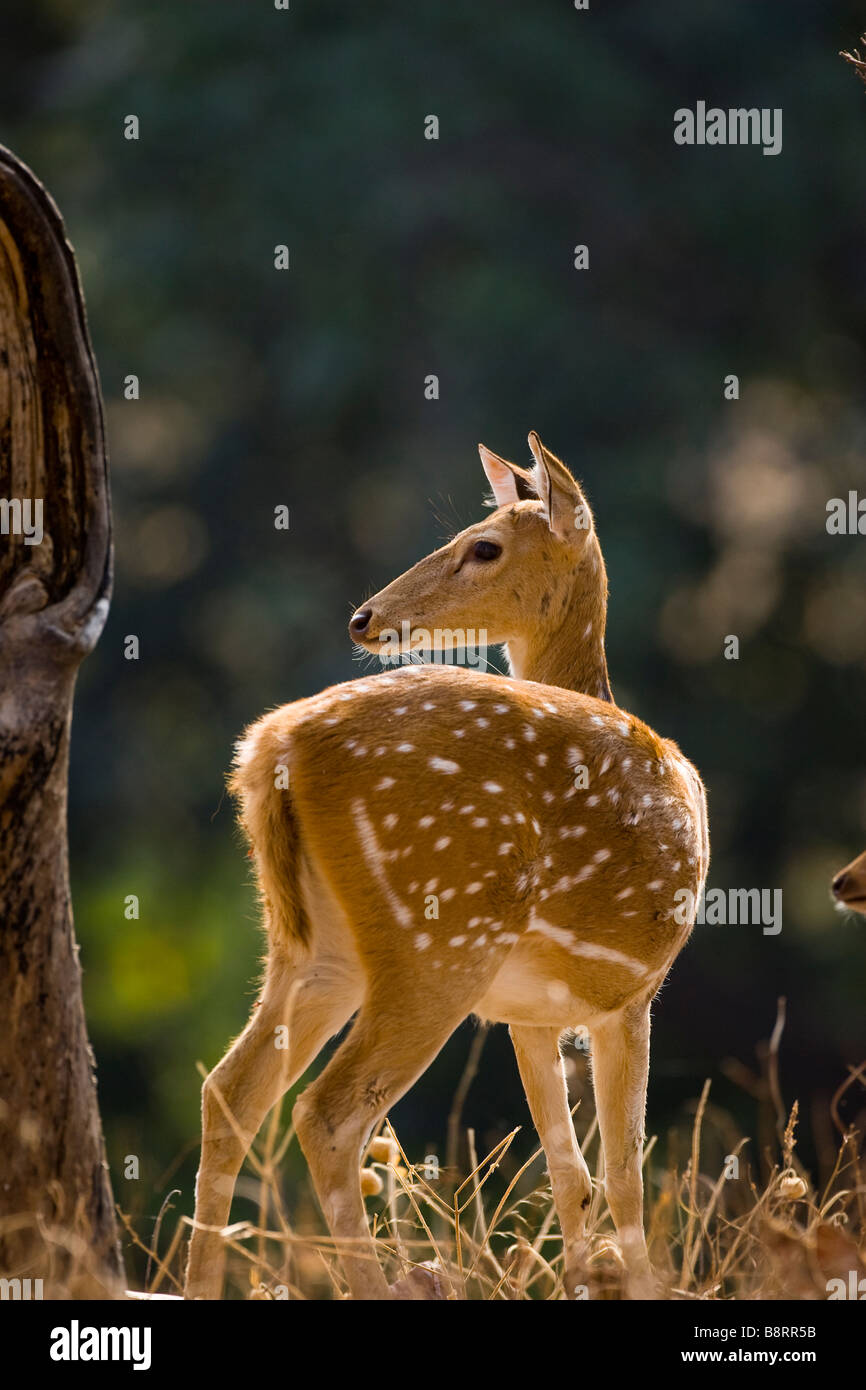 Chukala hi-res stock photography and images - Alamy