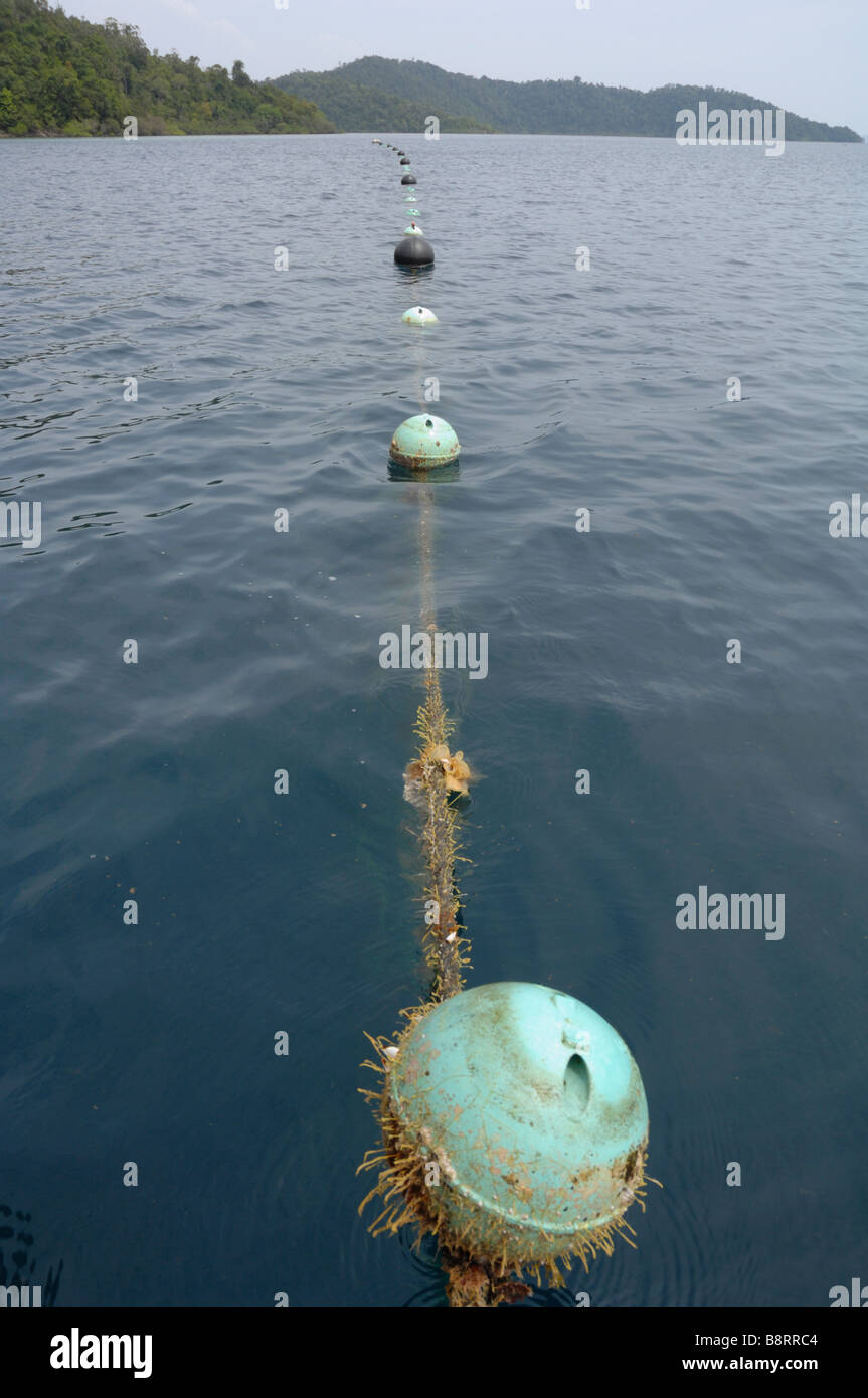 Marine growth on mooring buoy and rope Japanese pearl farm Darvel Bay ...