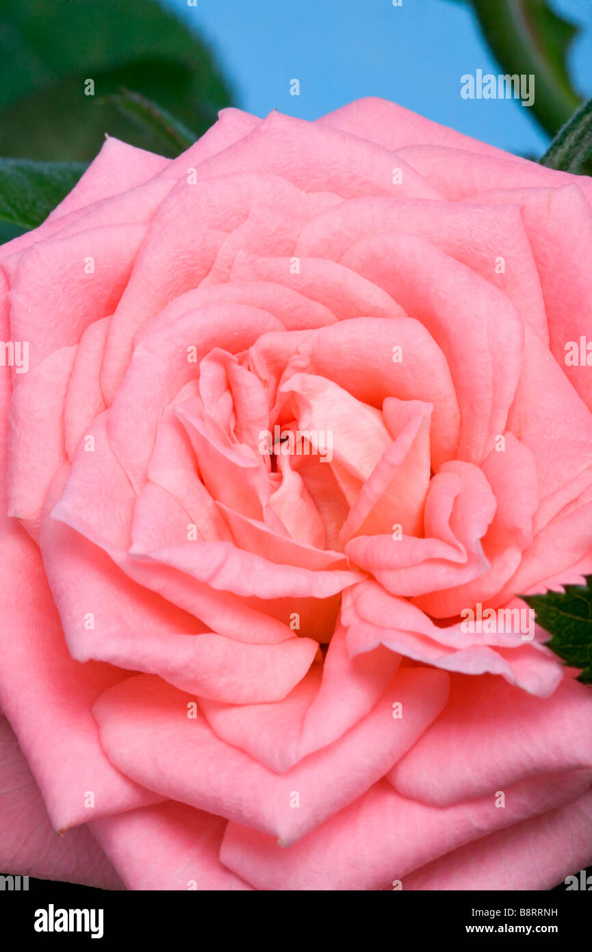 Miniature Rose Plant High Resolution Stock Photography and Images - Alamy