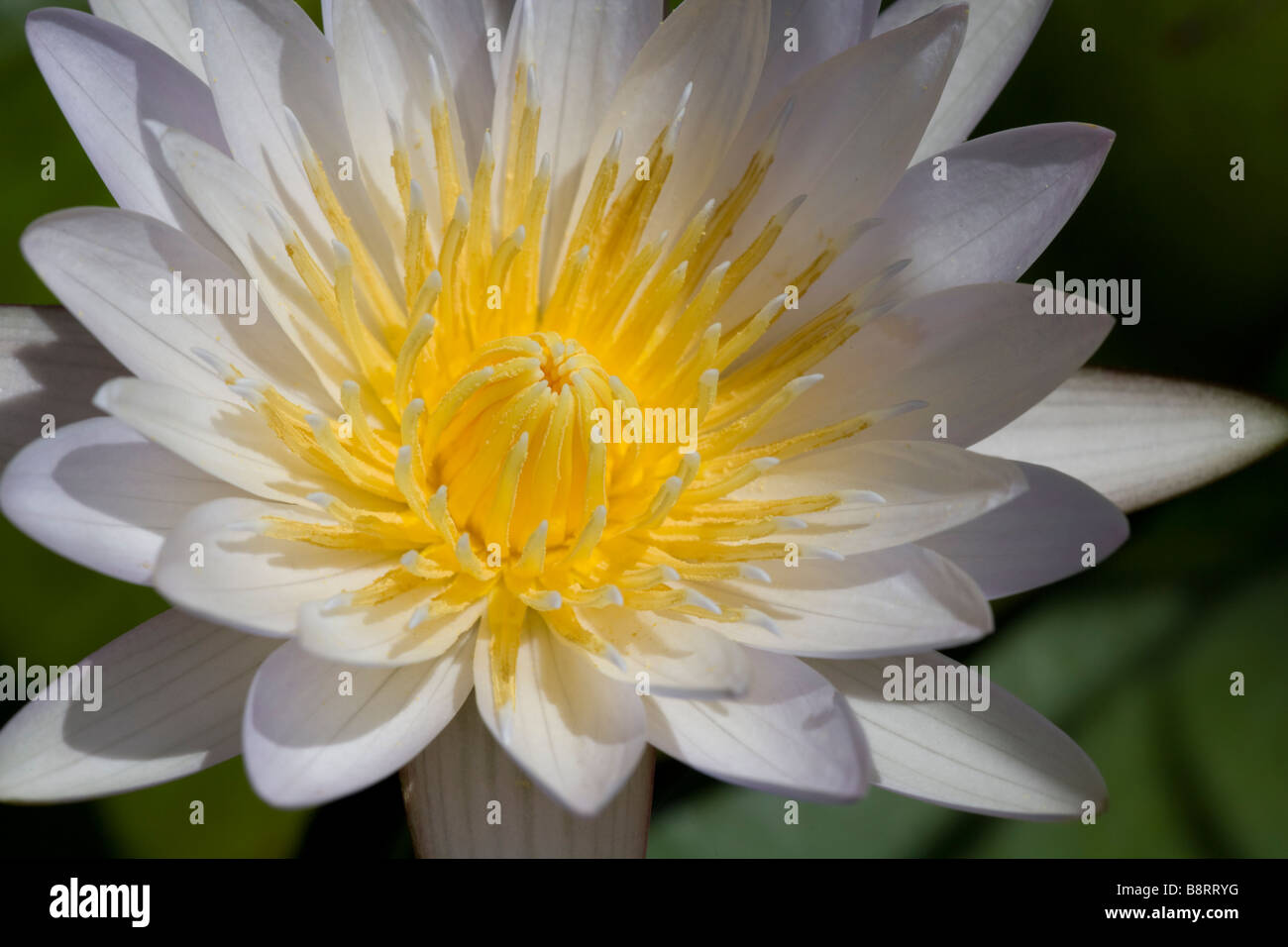 Africa Namibia Water Lilies Nymphaea lotus along Kwando River during ...
