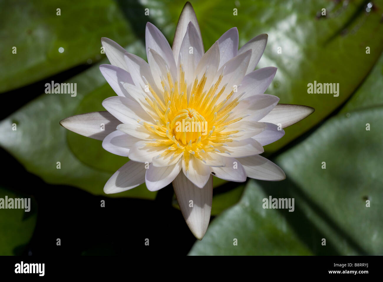 Africa Namibia Water Lilies Nymphaea lotus along Kwando River during ...