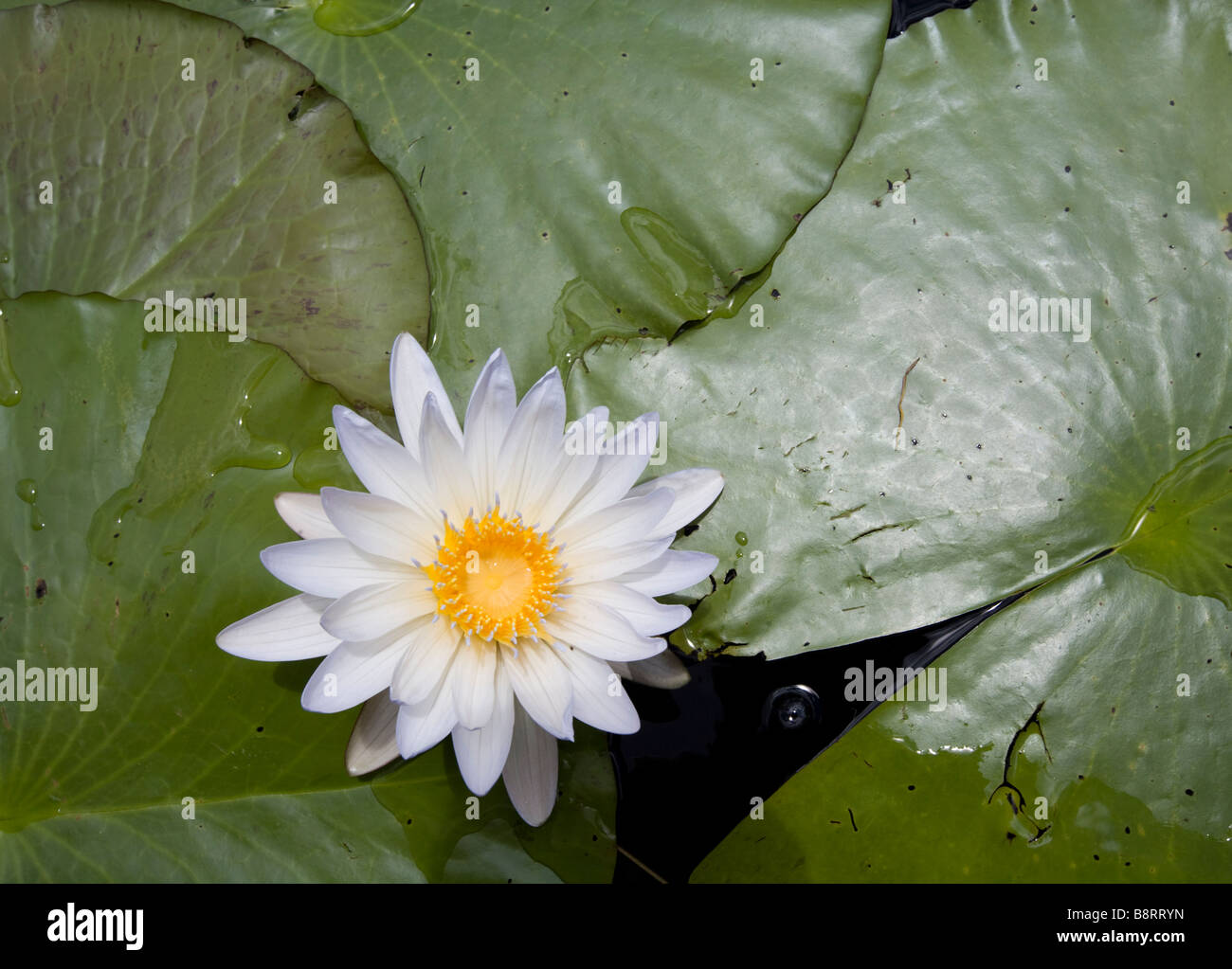 Camp lotus hi-res stock photography and images - Alamy