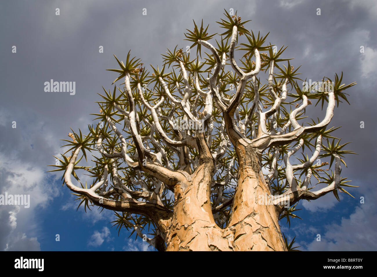 Quiver tree low angle hi-res stock photography and images - Alamy