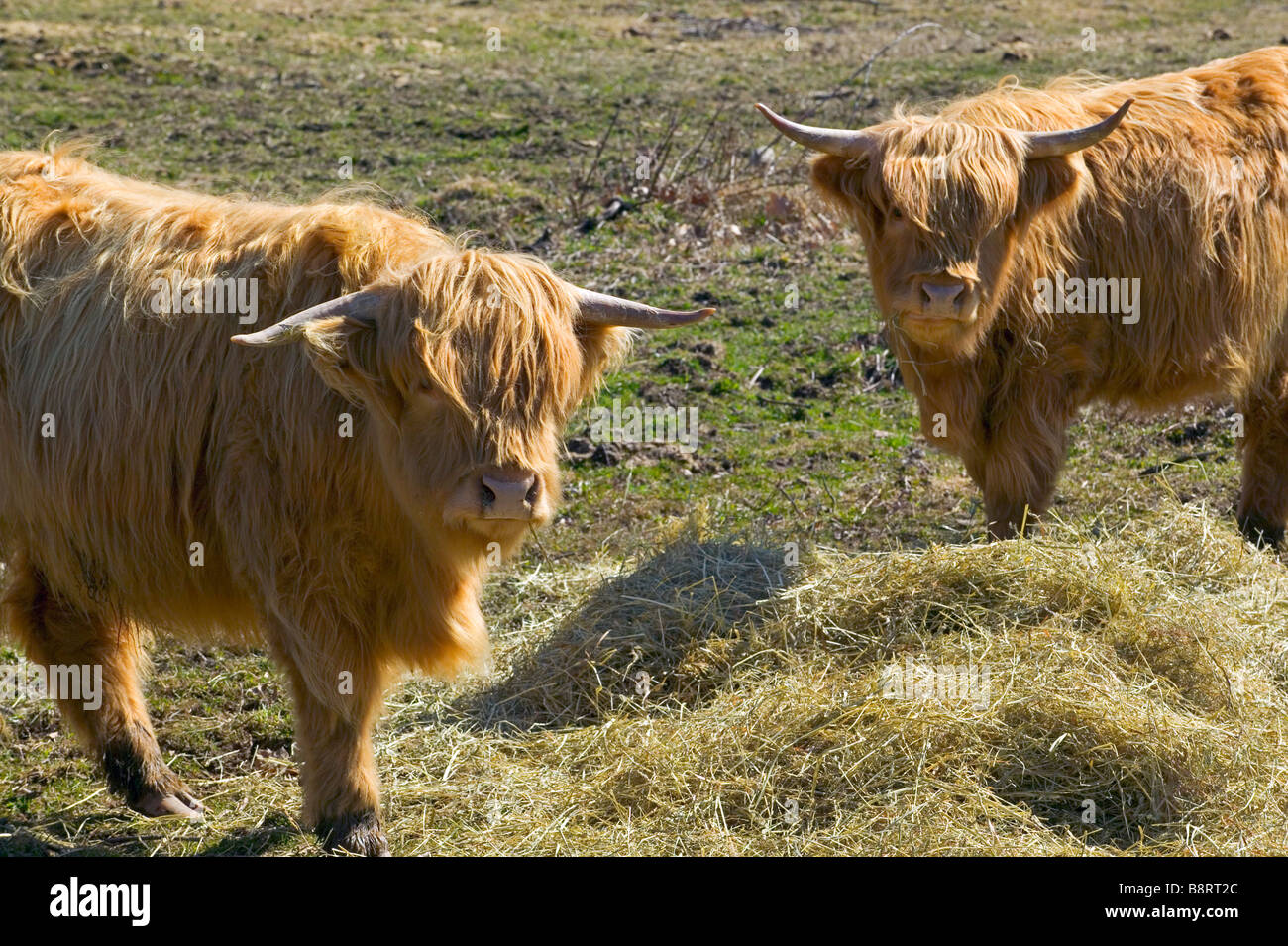 Scottish Highlander cattle grazing on hay in a pasture Stock Photo - Alamy