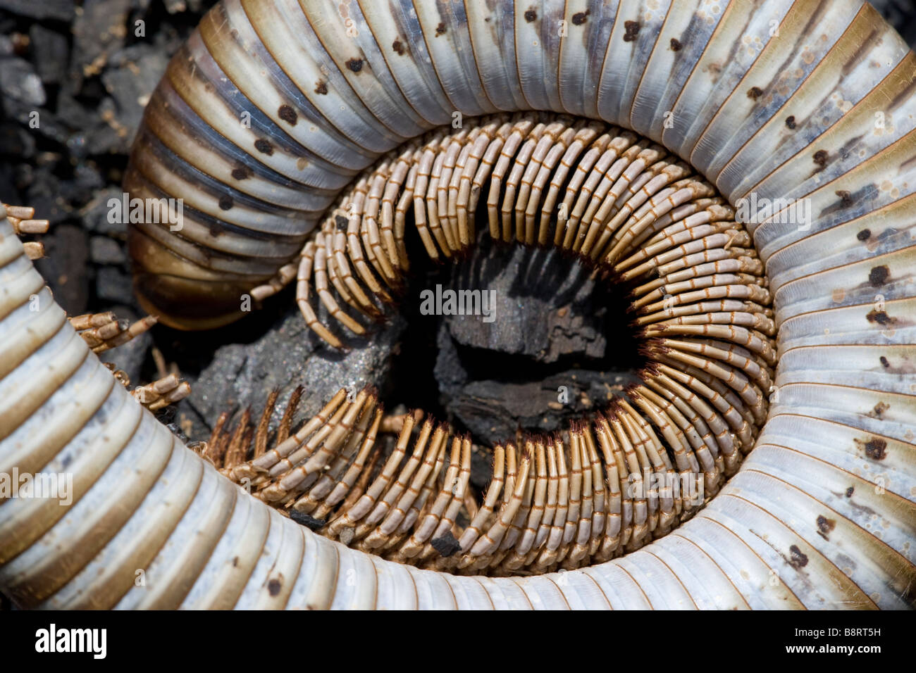 Africa Namibia Omaruru Skeleton of large centipede in desert Stock ...