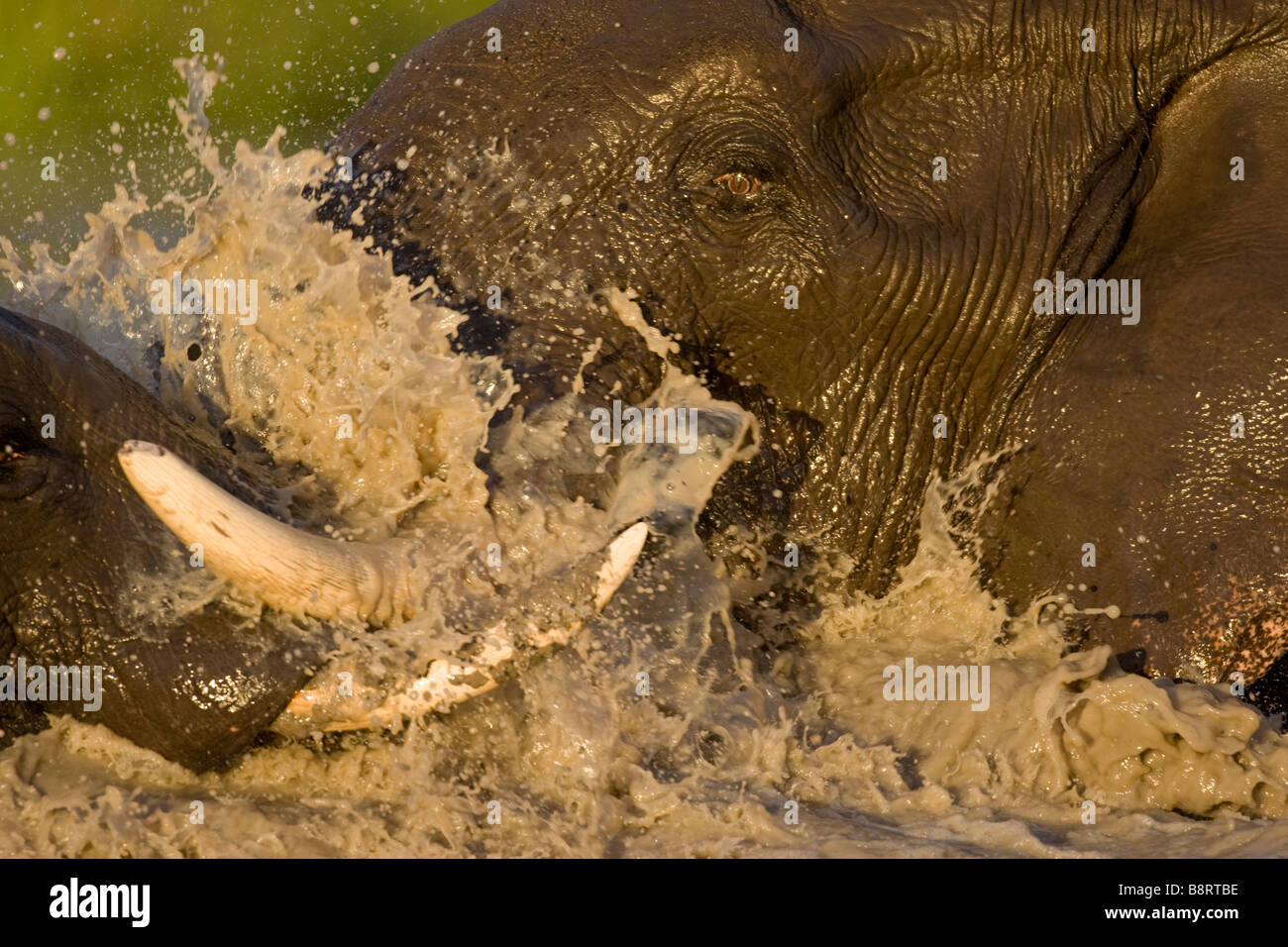 Charging bull elephant hi-res stock photography and images - Alamy