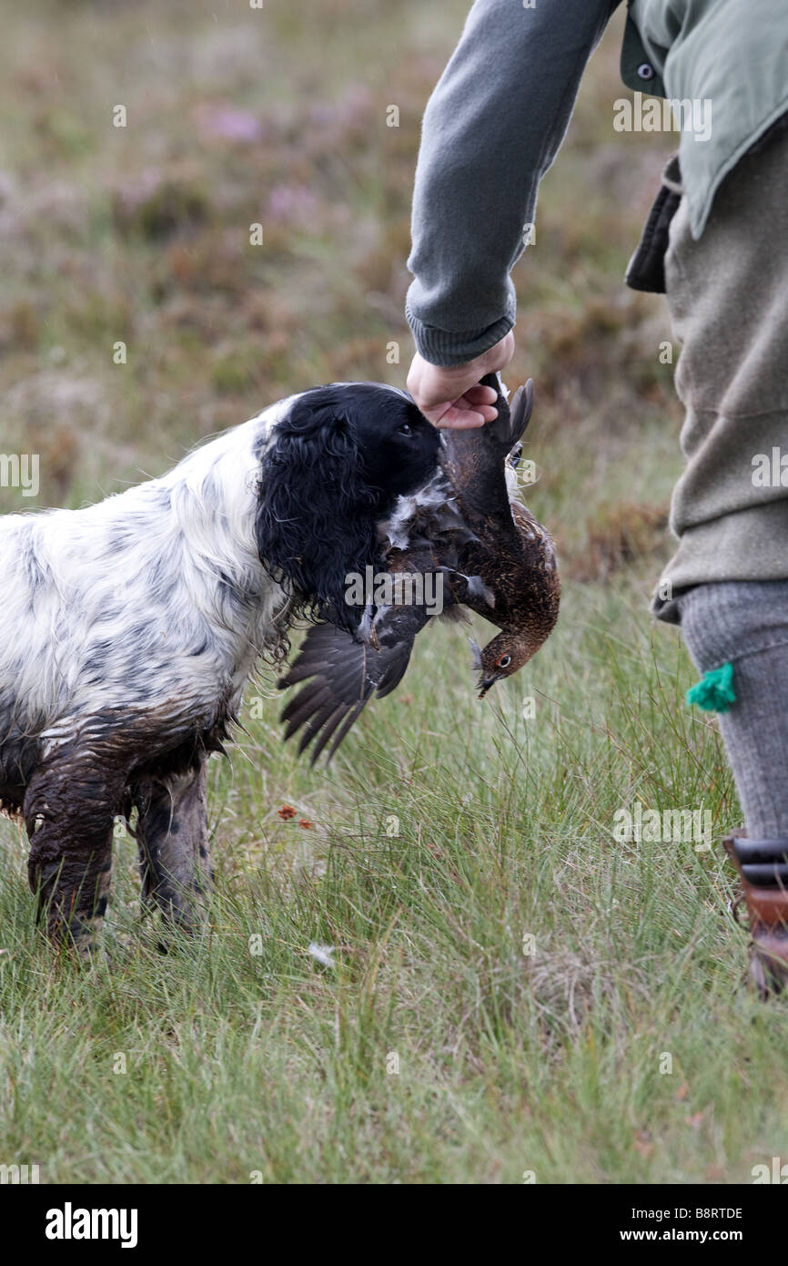 Gun Dog with Keeper Stock Photo - Alamy