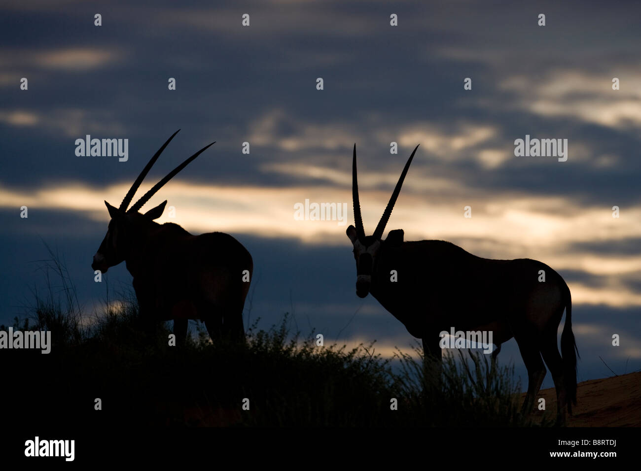 South Africa Kgalagadi Transfrontier Park Herd of Gemsbok Oryx gazella ...