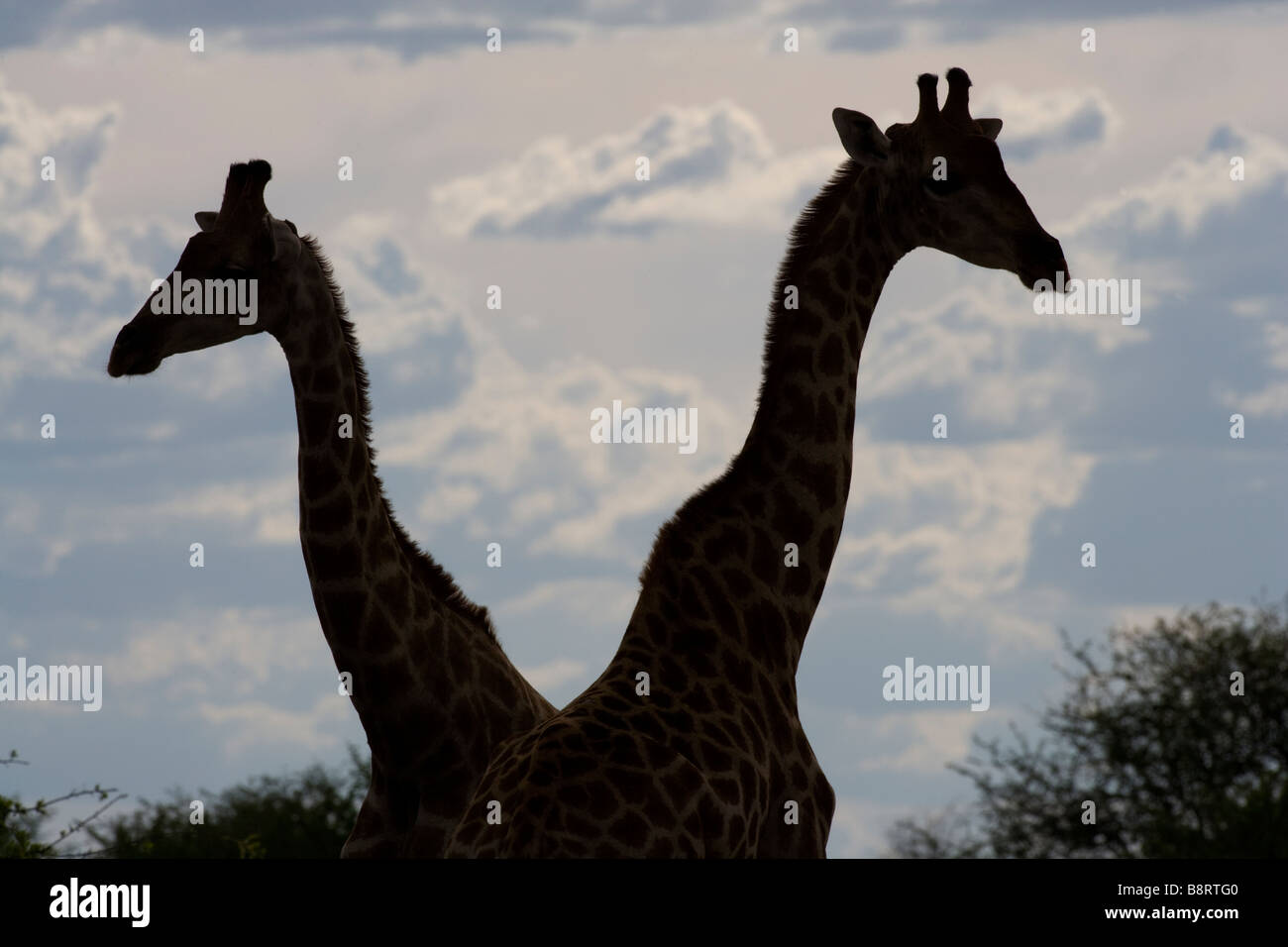 Symmetry symmetrical silhouette vertical hi-res stock photography and ...