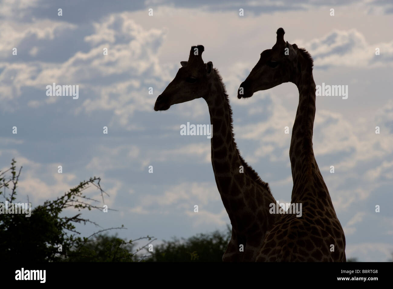 Symmetrical giraffe hi-res stock photography and images - Alamy