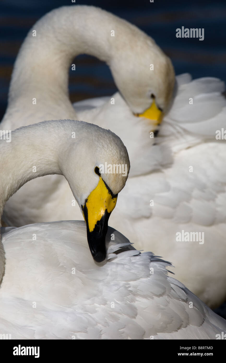 Two swan heads hi-res stock photography and images - Alamy