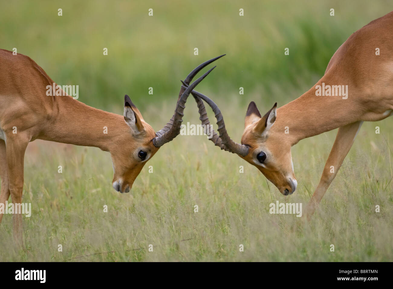 Impala fighting in the wild hi-res stock photography and images - Alamy