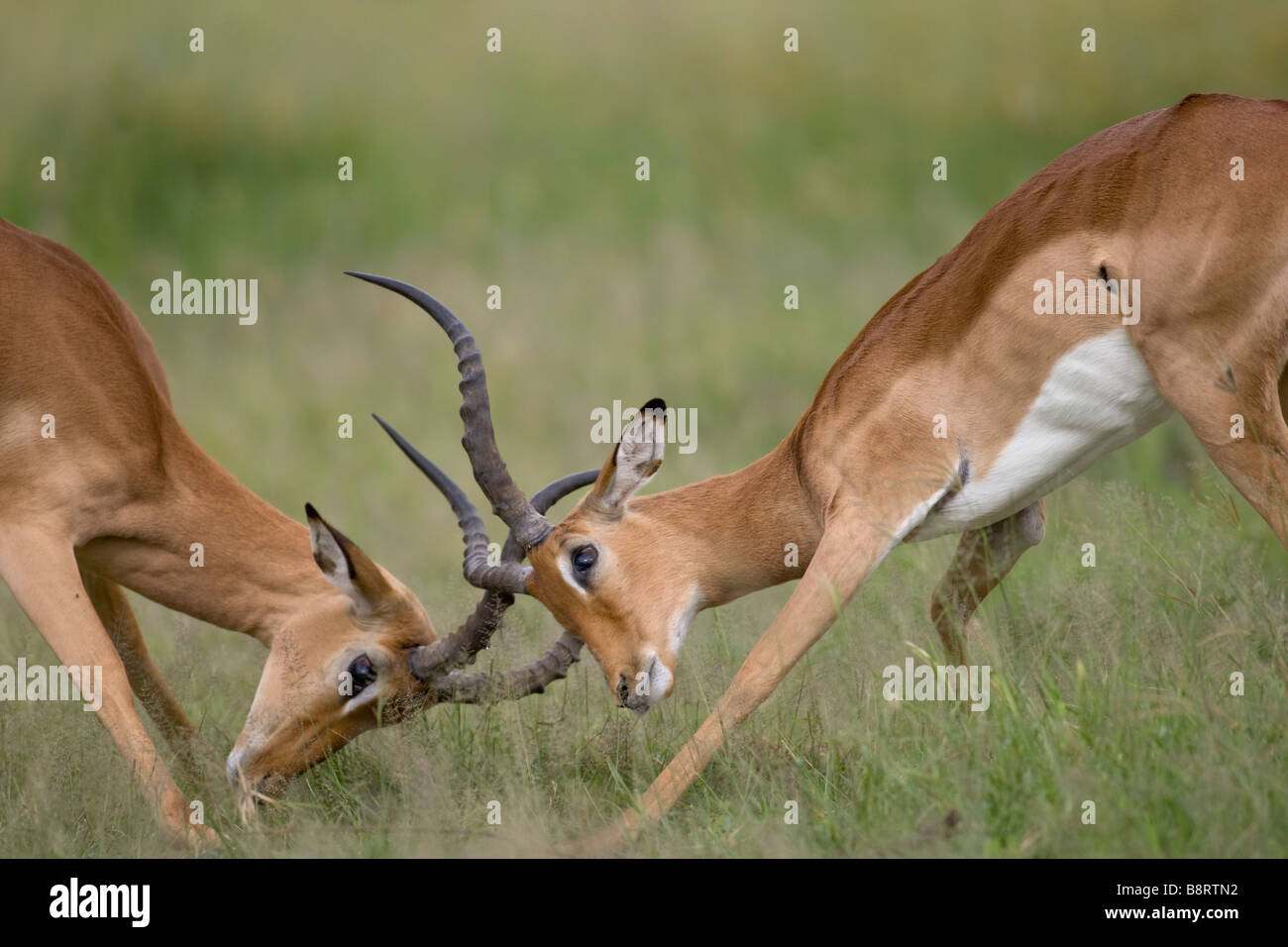 Impala fighting in the wild hi-res stock photography and images - Alamy