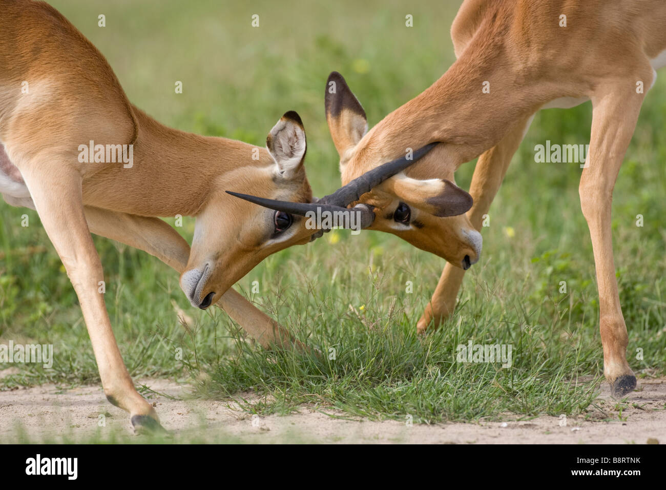 Impala fighting in the wild hi-res stock photography and images - Alamy