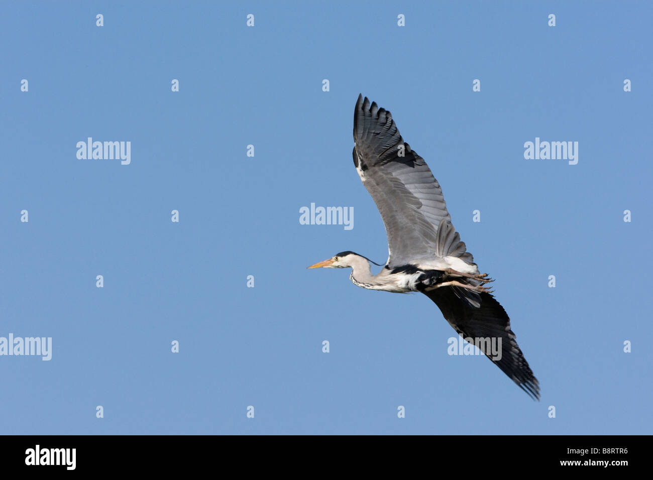 Grey heron in flight Stock Photo - Alamy
