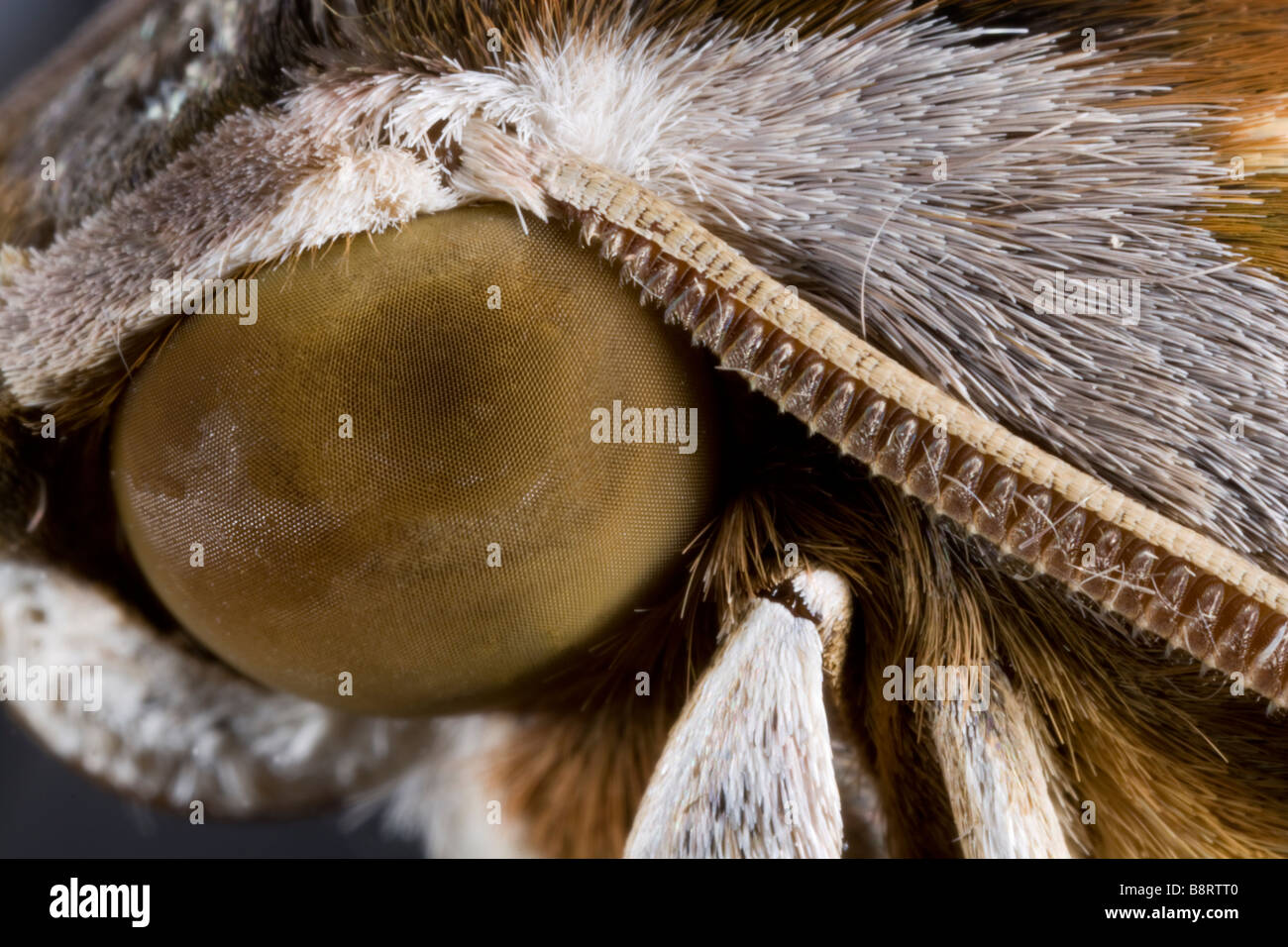 Namib naukluft national park animals hi-res stock photography and ...