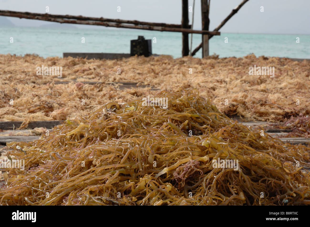 Drying seaweed hi-res stock photography and images - Alamy