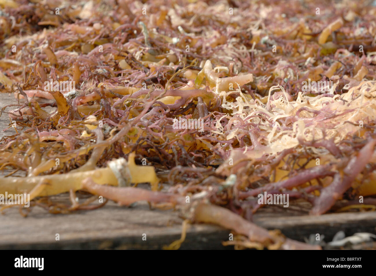 Drying seaweed hi-res stock photography and images - Alamy