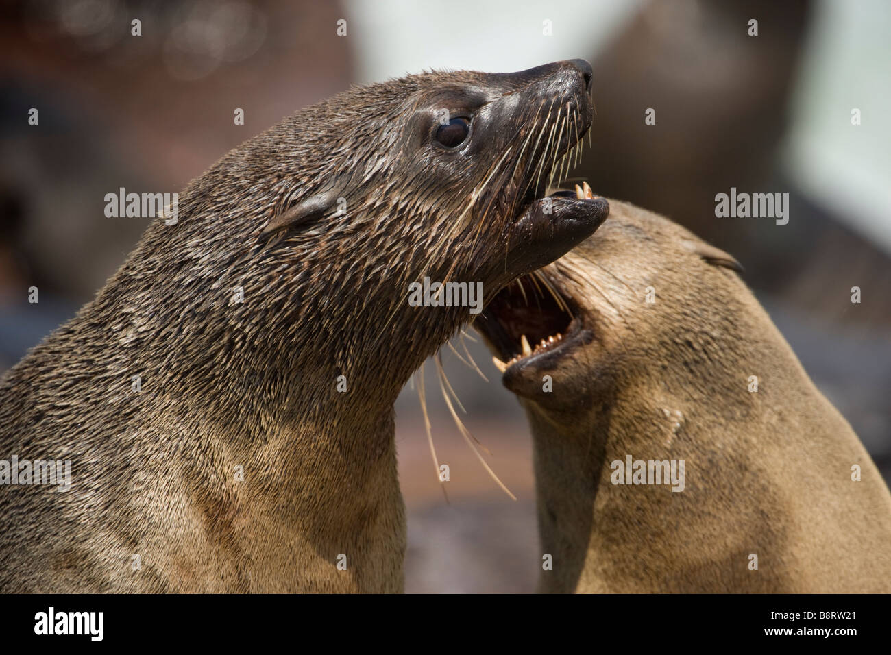 Angry seals hi-res stock photography and images - Alamy