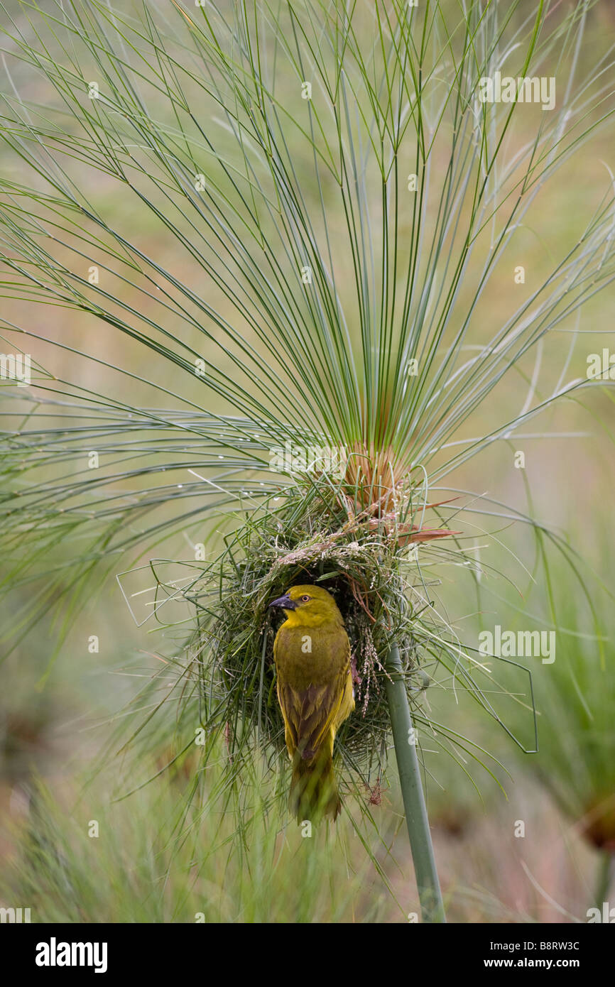 Africa Namibia Spectacled Weaver Ploceus ocularis building nest along ...